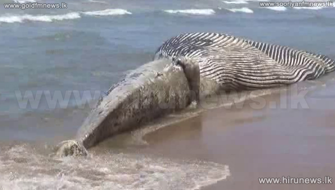 පයාගල වෙරළ තීරයට ගොඩ ගැසූ දැවැන්තයා - Hiru News - Srilanka's Number One ...