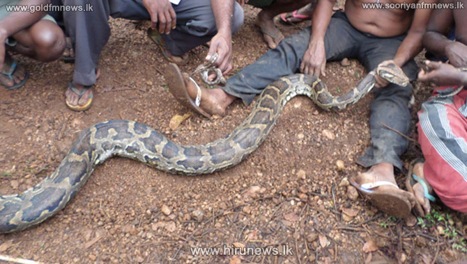 A Huge Python and its young rescued - Hiru News - Srilanka's Number One ...