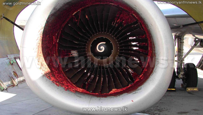 Air India Worker Sucked Into Aircraft Engine In Mumbai Hiru News