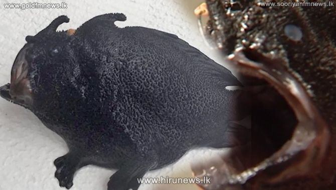 Rare ‘Walking’ Fish Found - [Images] - Gold FM News - Srilanka's Number ...