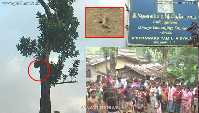 Student in critical condition after falling from tree - Hiru News ...