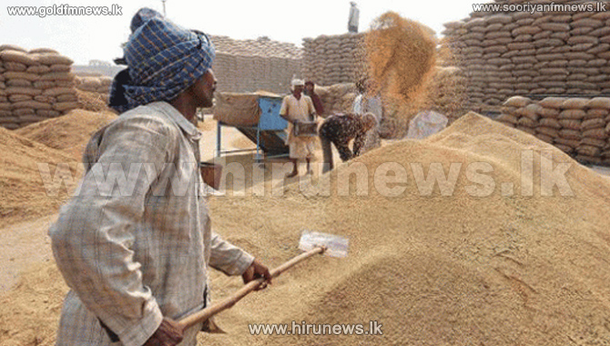 Paddy Procurement To Re-commences From Today - Hiru News - Srilanka's ...