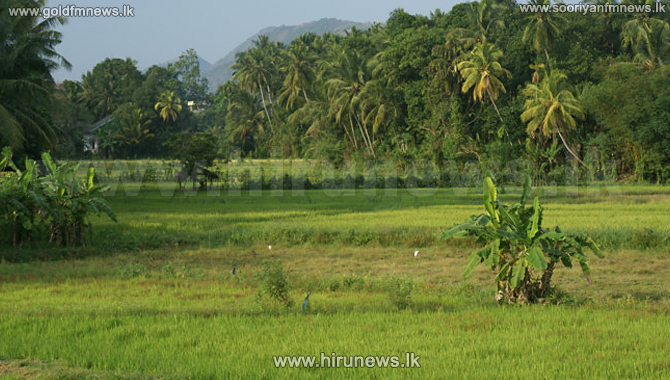 කොළඹ වී වගාව අඩුයි - Hiru News - Srilanka's Number One News Portal ...