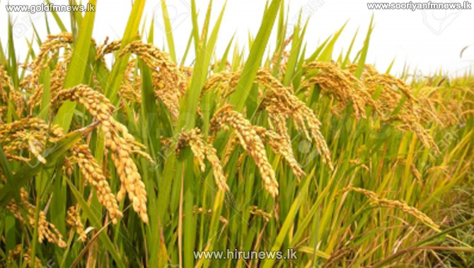 Accusation to the Paddy Marketing Board - Hiru News - Srilanka's Number ...