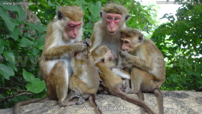 Increase in the number of Torque Monkeys in the wet zone - Gold FM News - Srilanka's Number One ...