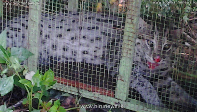 කුකුල් සොරකමේ ආ අමුත්තා මිනිස් දැලේ පැටලෙයි (ඡායාරූප) - Hiru News ...