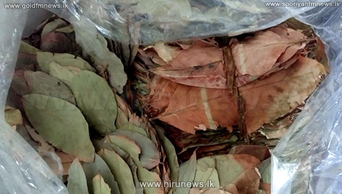 A stock of Beedi Leaves found on the Chilaw Coast - Gold FM News ...