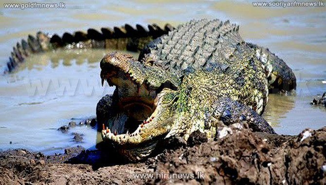 විල්ලකුලම් වැවේ දිය නාමින් සිටි කාන්තාවක කිඹුලෙකුට ගොදුරු වෙයි - Hiru ...