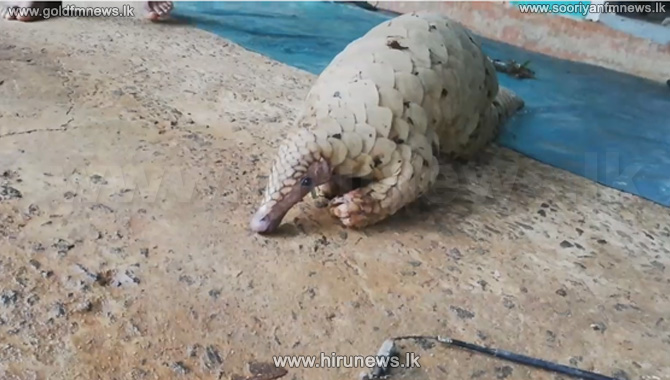 දුර්ලභ ඝණයේ ඇලි කබැල්ලෑවෙක් කන්තලෙන් හමුවෙයි - Hiru News - Srilanka's ...