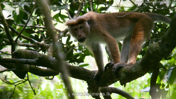 කිතලව ප්‍රදේශවාසීන්ට රිළවුන්ගෙන් හිරිහැර - Hiru News - Srilanka's ...
