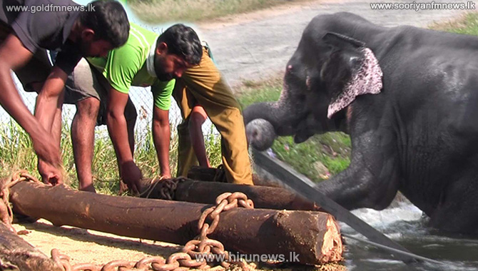 Wild elephant operation at Medagama (Video) - Hiru News - Srilanka's ...