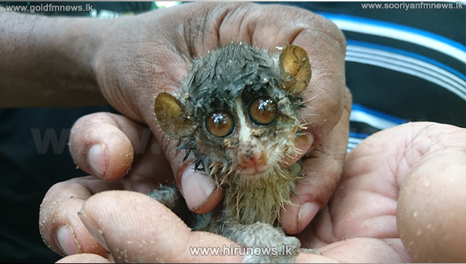 The Slender Loris which got separated from its mother - Hiru News ...