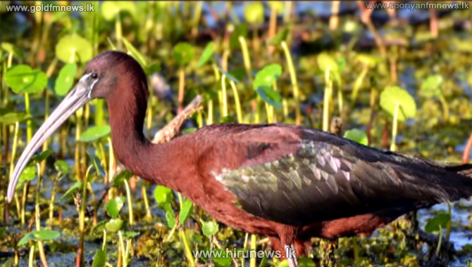 The migrant bird which laid eggs after 150 years (video) - Hiru News ...
