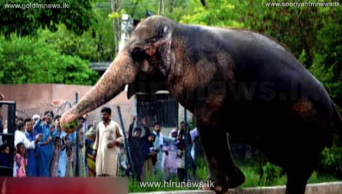 Sri Lankan elephant 'Kavan' released after 35 years by order of the ...