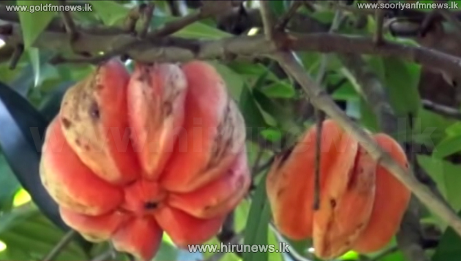 Goraka growers helpless due to lack of proper prices for the harvest ...