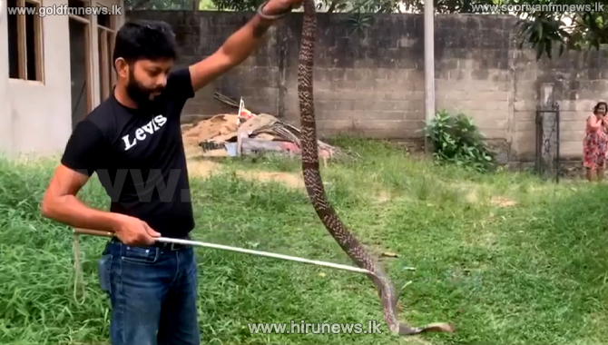 The giant snake that obeyed Pradeep's command (Video) - Hiru News ...