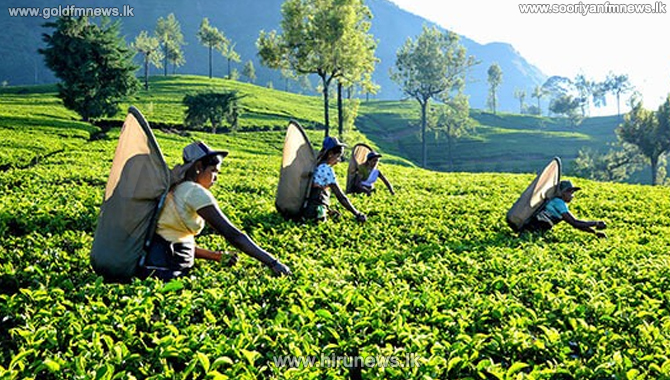 A renaissance of the local tea industry - Hiru News - Srilanka's Number ...