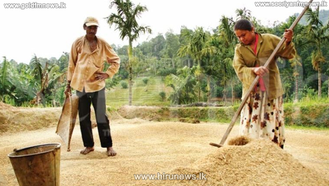 Certified price for paddy farmers - Hiru News - Srilanka's Number One ...