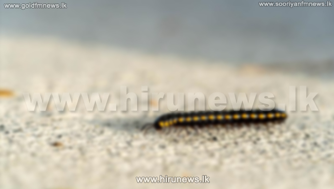 New species of millipedes take over Habarana village - Hiru News ...