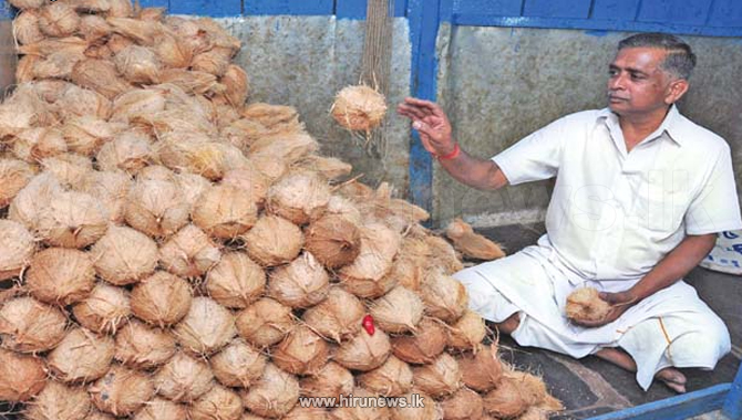 Shortages of coconuts in the market - Hiru News - Srilanka's Number One ...