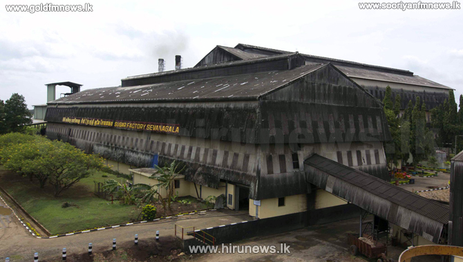 Sevanagala Sugar Factory records highest sugarcane harvest - Hiru News ...
