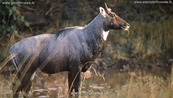 Four blue-and-yellow macaw chicks and twin nilgais were born in the ...