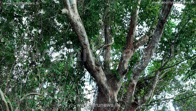 කෲඩියා සෙලෙනිකා ශාකය ඉවත් කිරීමට ප්‍රධාන හේතුව මාර්ග සංවර්ධන අධිකාරිය ...