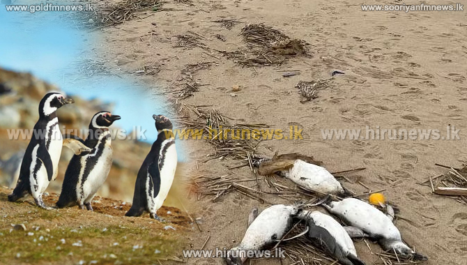 2,000 Penguins mysteriously wash up dead on Uruguay coast - Hiru News ...
