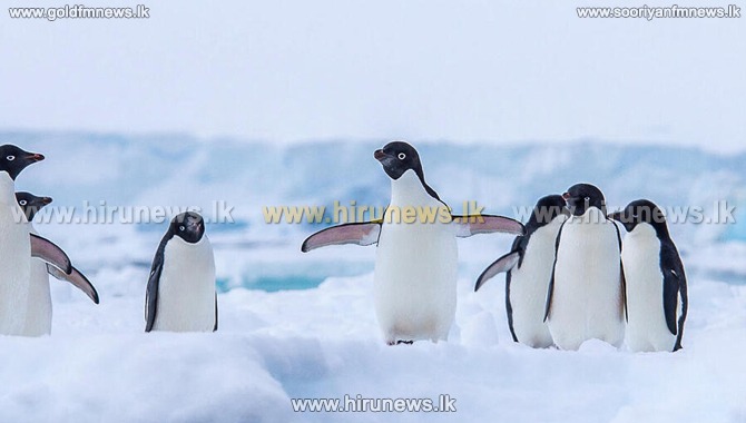Thousands of penguins die in Antarctic ice breakup - Hiru News ...
