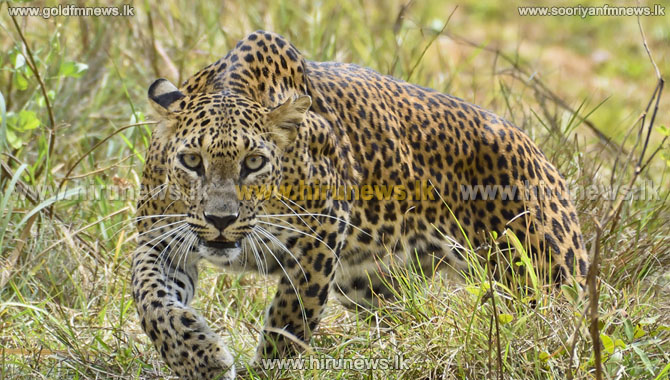 Fear strikes as Mountain Leopard roams in a Maskeliya Tea Estate - Hiru ...