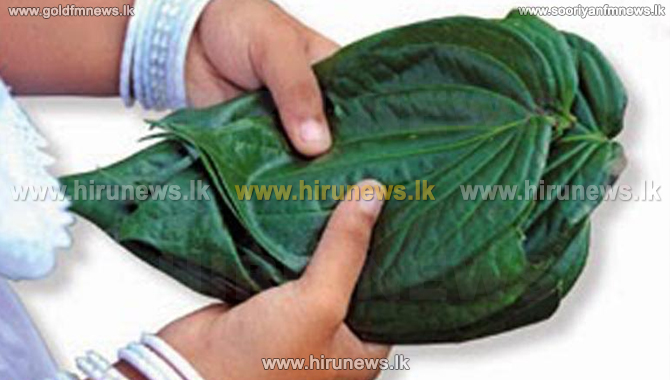 වෙළඳපොළේ බුලත් මිල ඉහළට - Hiru News - Srilanka's Number One News Portal ...