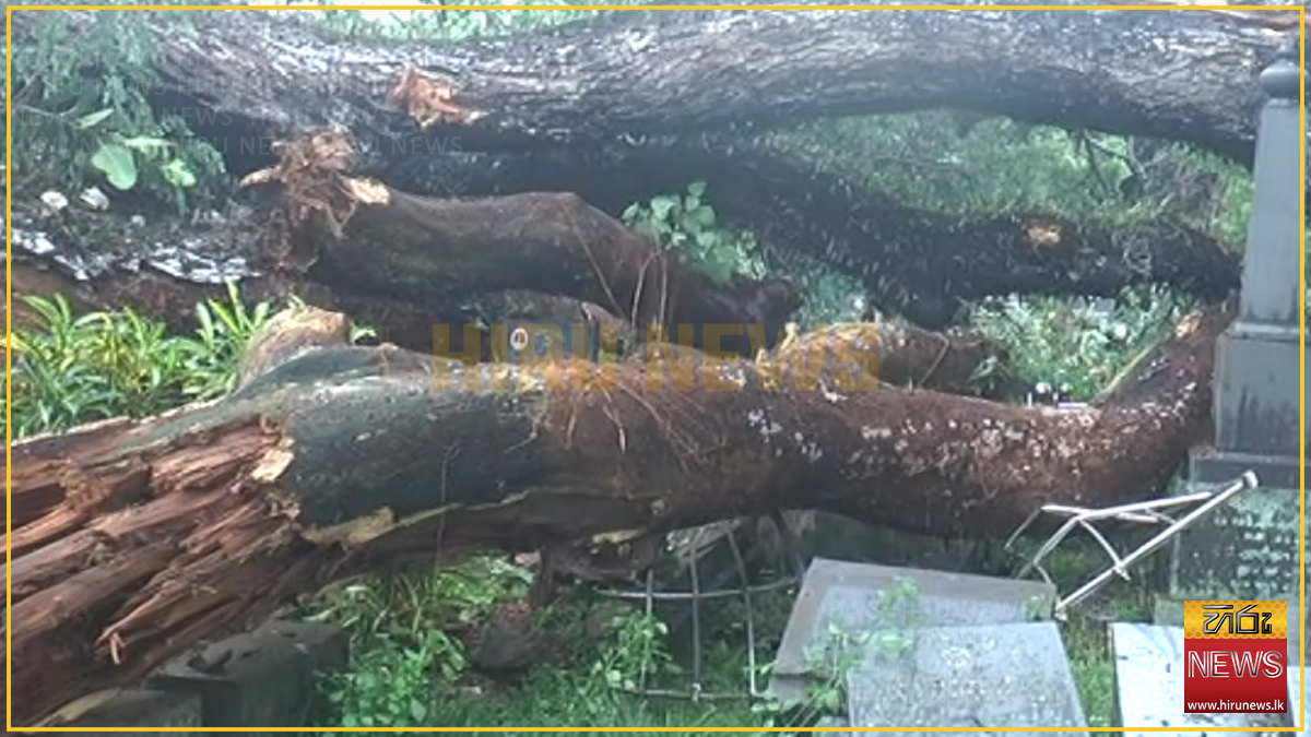 Large tree falls in Borella, causing traffic congestion and vehicle ...