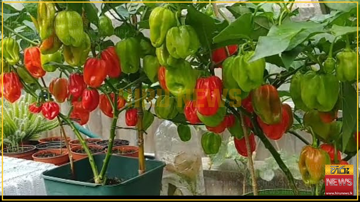 මිරිස් මිල ඉහළට - Hiru News - Srilanka's Number One News Portal, Most ...