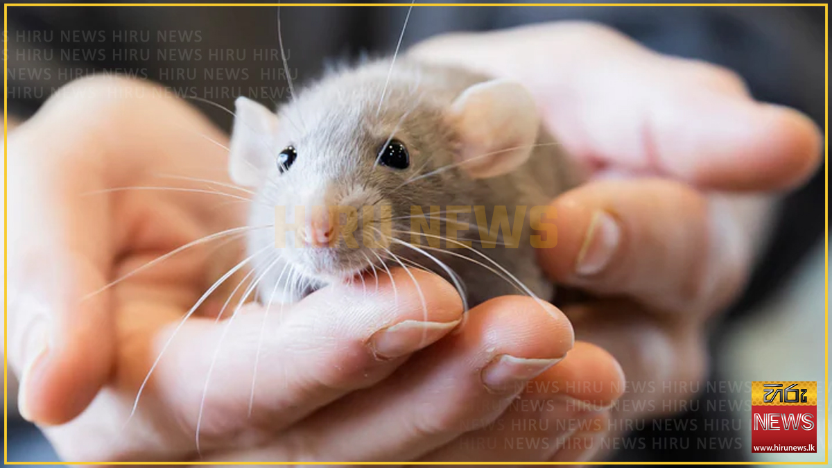 41 cases of rat fever reported in Vavuniya district - Hiru News ...