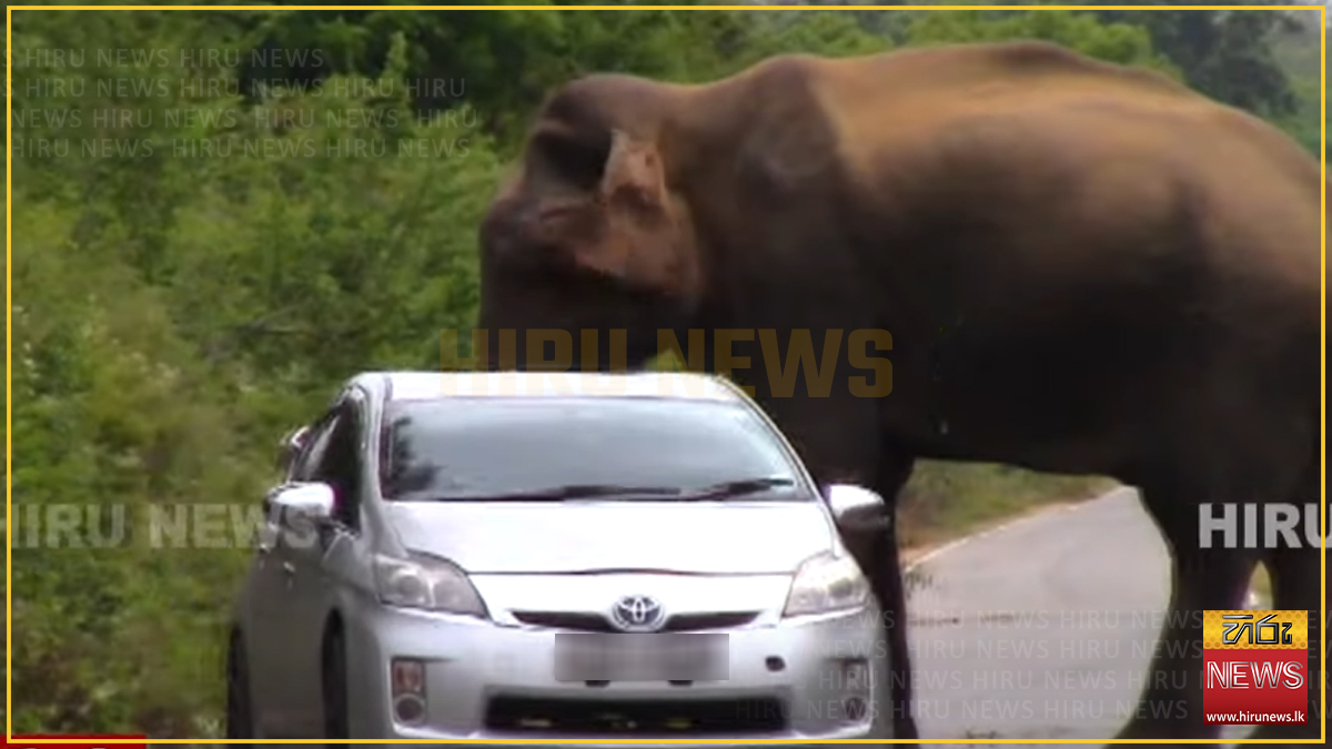 Wild elephants fed cannabis-laced food (Video) - Gold FM News ...