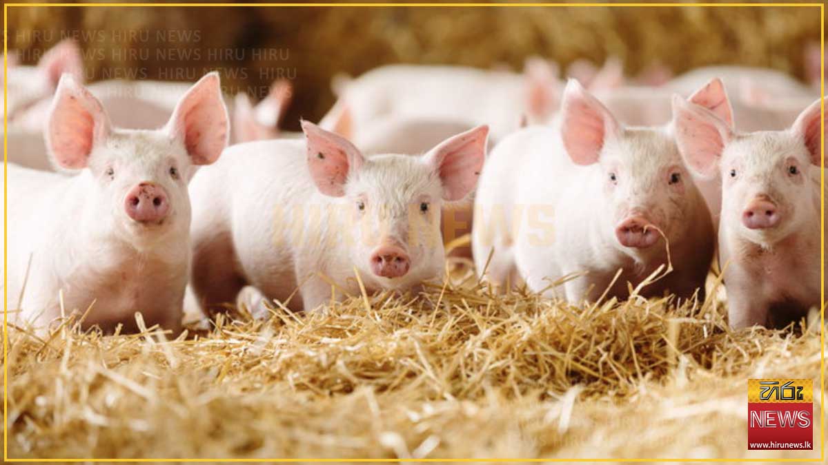 ඌරන් මියයන වෛරස් රෝගයක් - Hiru News - Srilanka's Number One News Portal ...