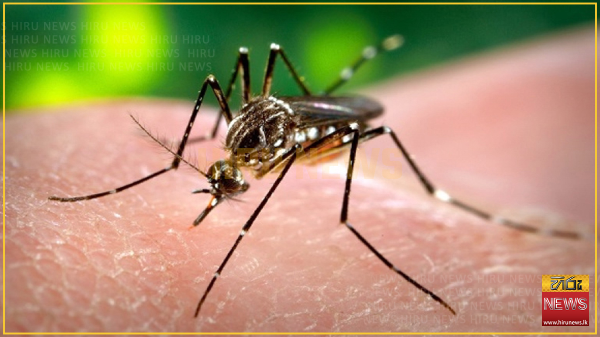 ඩෙංගු මර්ධන සතිය හෙට සිට - Hiru News - Srilanka's Number One News ...