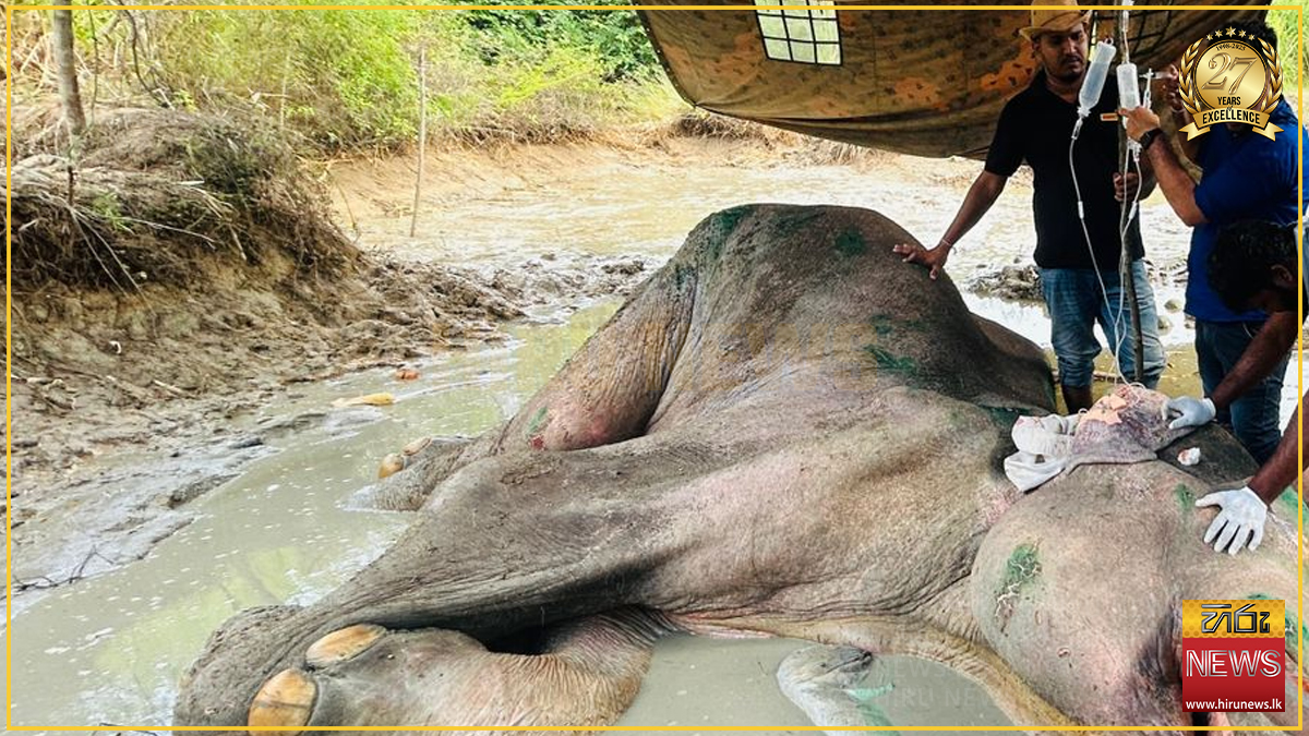 භාතියට ප්‍රතිකාර තවදුරටත් - Hiru News - Srilanka's Number One News ...