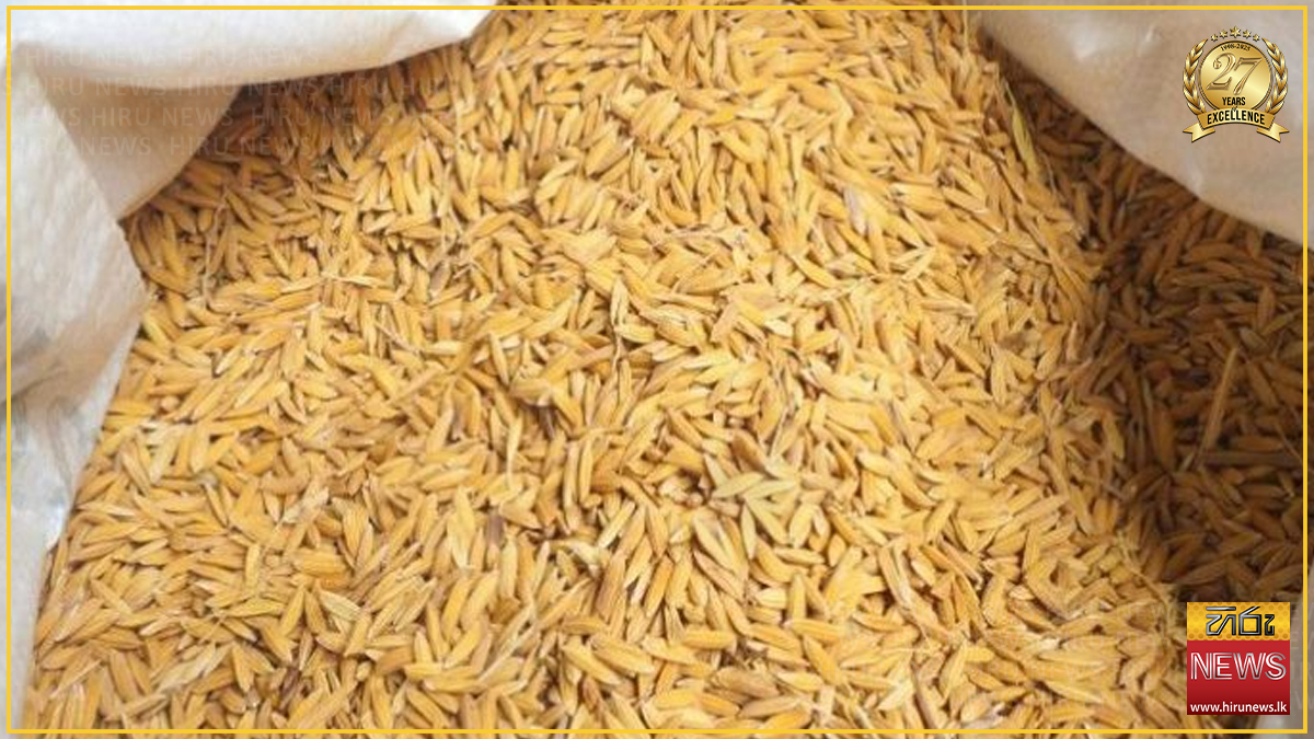 PADDY MARKETING BOARD PURCHASES OVER 1,200 METRIC TONNES OF PADDY THIS ...