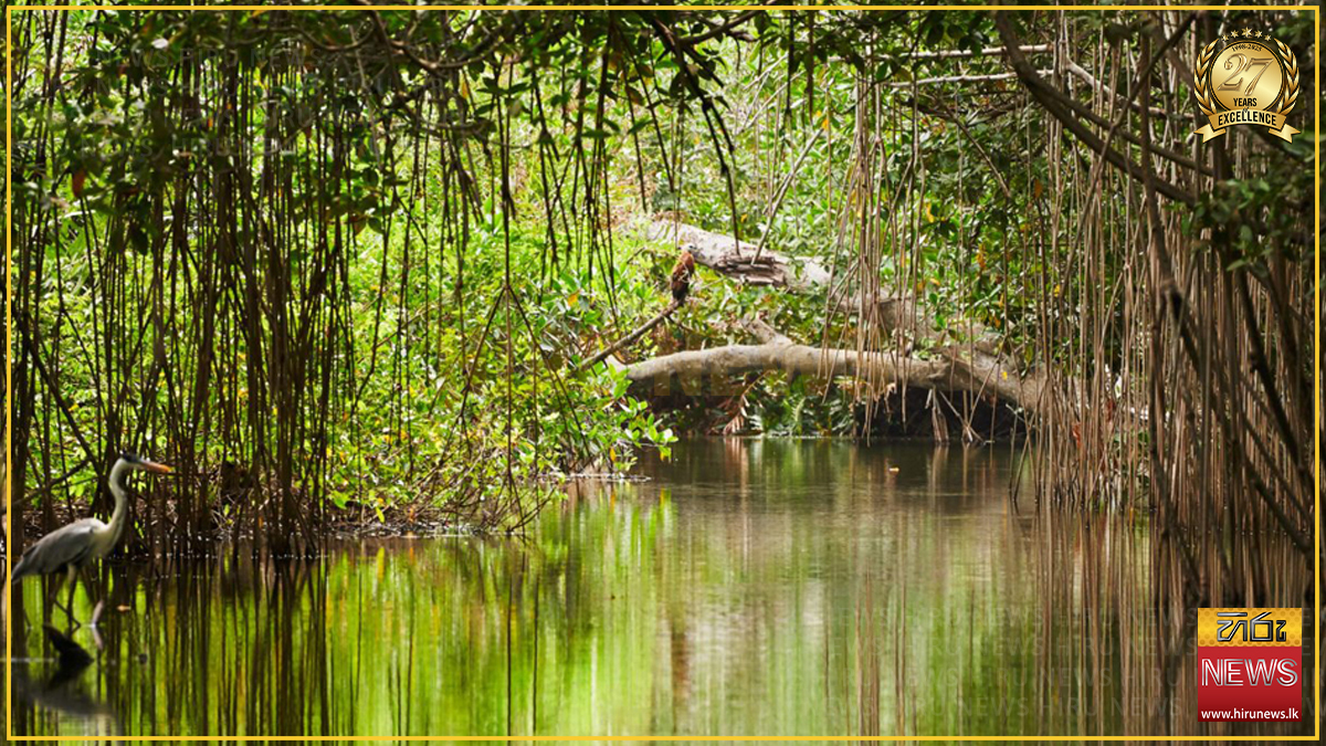 EIGHT MANGROVE FORESTS IN PUTTALAM DECLARED RESERVES ON INTERNATIONAL ...