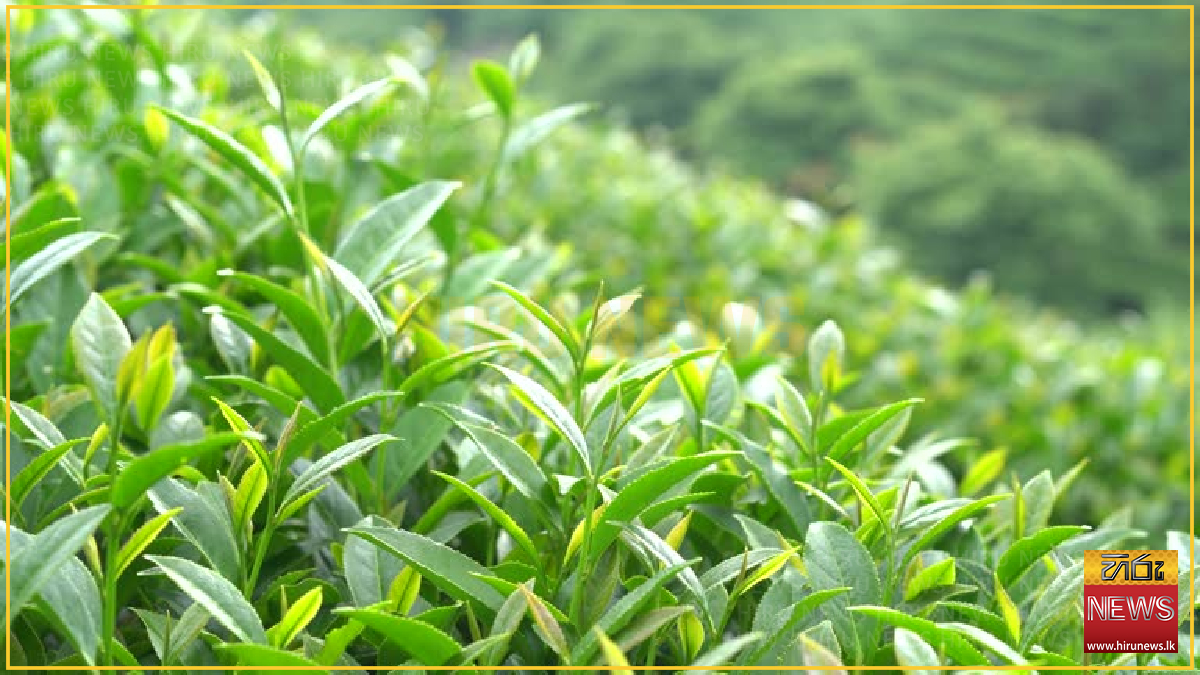 SRI LANKA’S TEA PRODUCTION AND EXPORT EARNINGS PROJECTED TO RISE IN ...