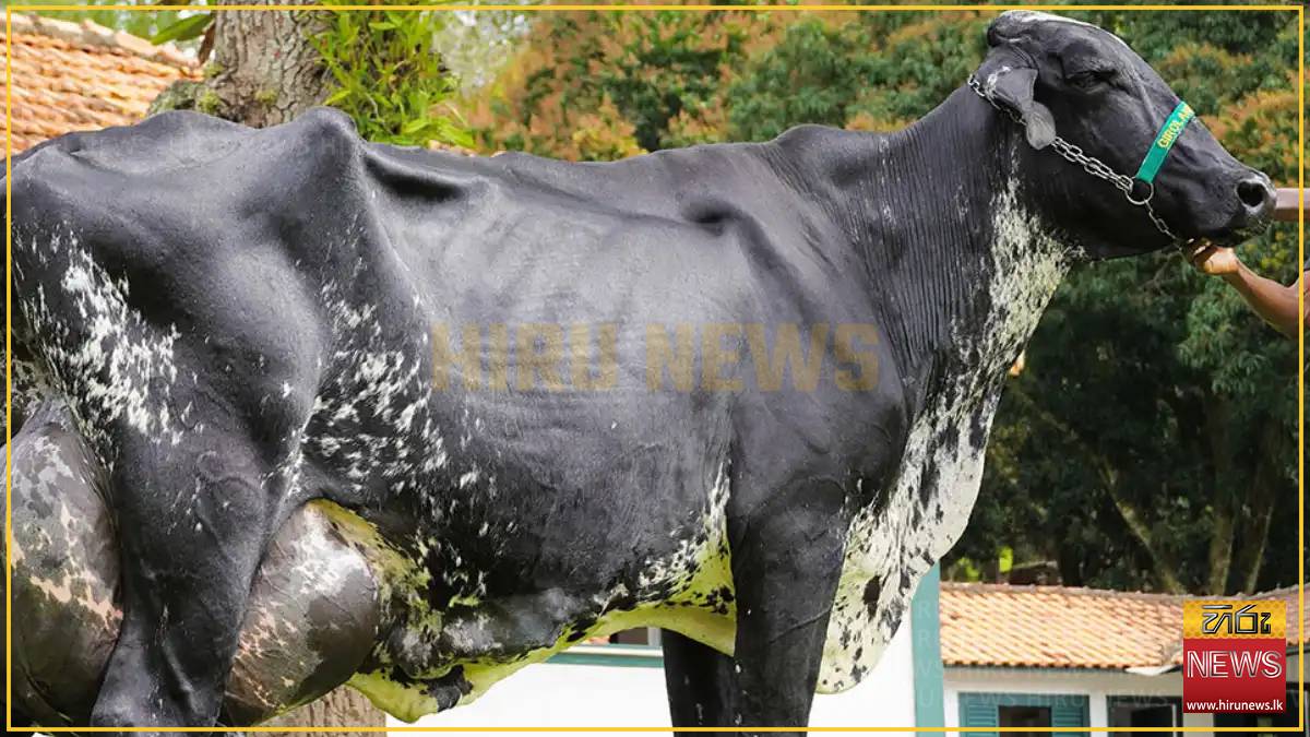 RECORD-BREAKING BRAZILIAN COW PRODUCES 343L OF MILK IN 3 DAYS - Hiru ...