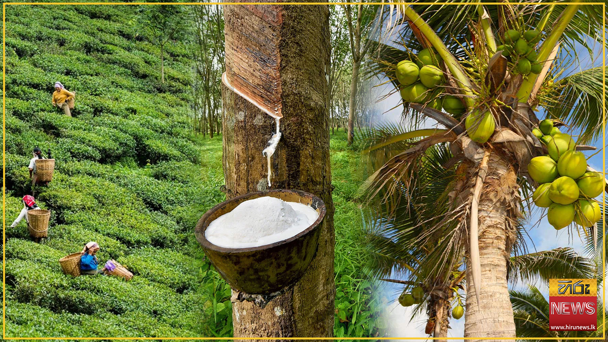 PADDY AND COCONUT PRODUCTION INCREASES WHILE TEA AND RUBBER DECLINE ...