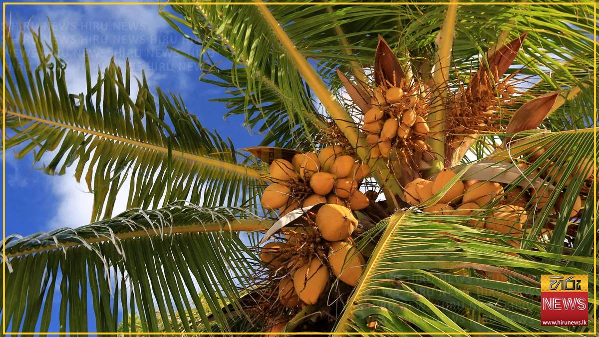 SRI LANKA AIMS FOR USD 2.2 BILLION IN COCONUT EXPORTS BY 2030 - Hiru ...