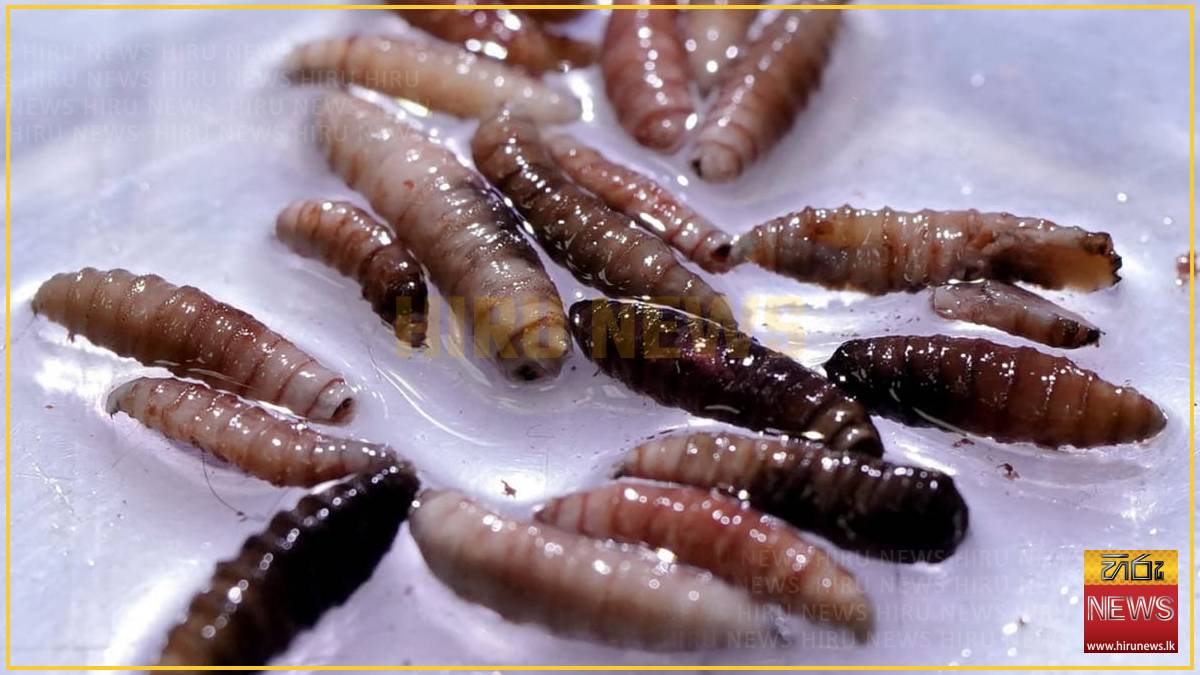 FIRST HUMAN CASE OF FLESH-EATING PARASITE DETECTED IN THE US - Gold FM ...