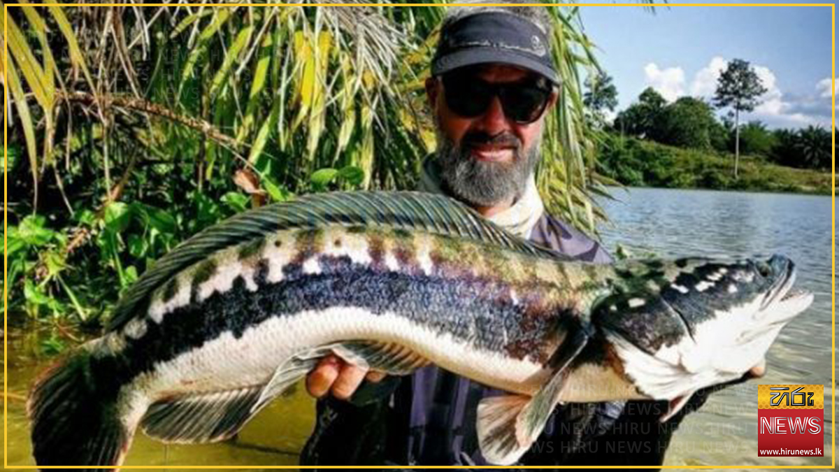 PRIZE-WINNING CATCH: 'GIANT SNAKEHEAD' FISHING COMPETITION TO BE HELD ...