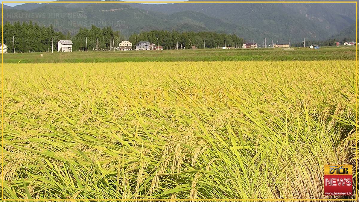 PADDY MARKETING BOARD PROCURES OVER 40,000 METRIC TONNES OF PADDY ...