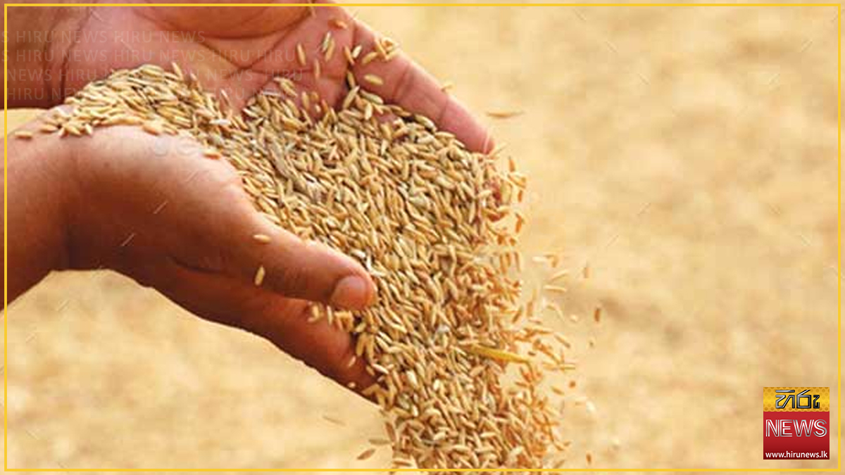CABINET APPROVES MORE FUNDS FOR PADDY PURCHASE - Hiru News - Srilanka's ...