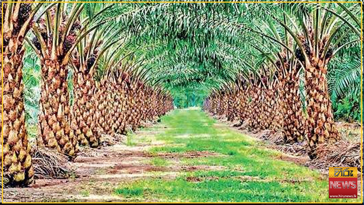 Indonesian palm oil land belonging to 2 Sri Lankan companies ...