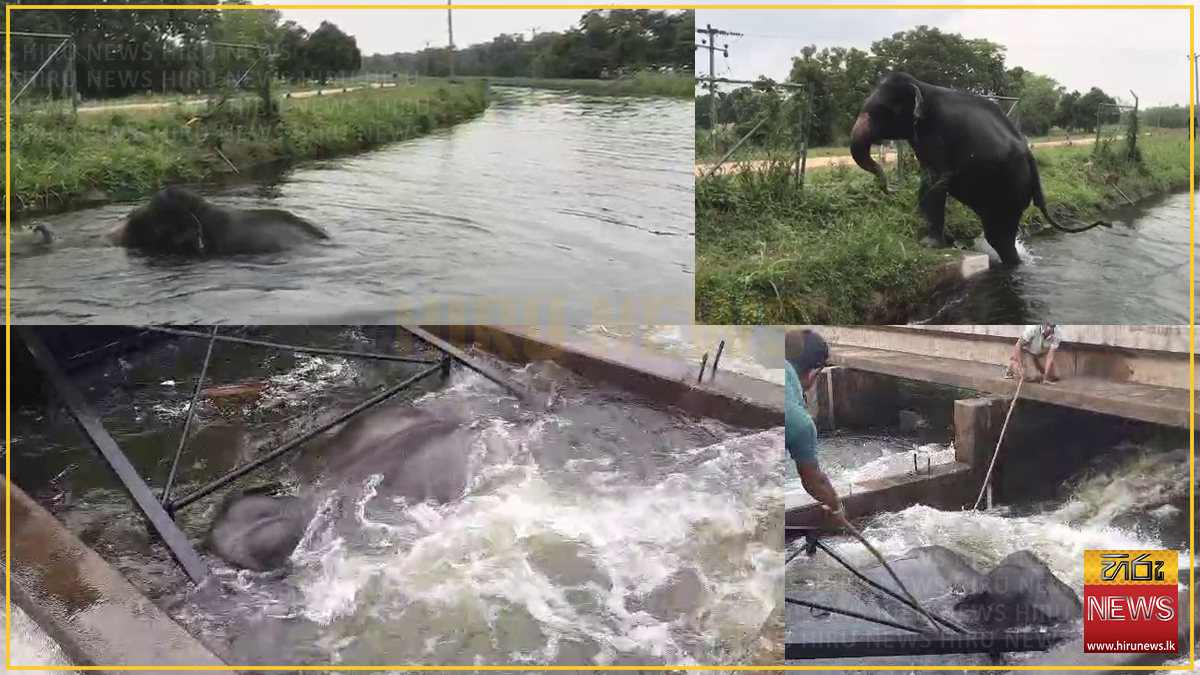 Wild elephant rescued from Maduru Oya canal after 9-hour operation ...